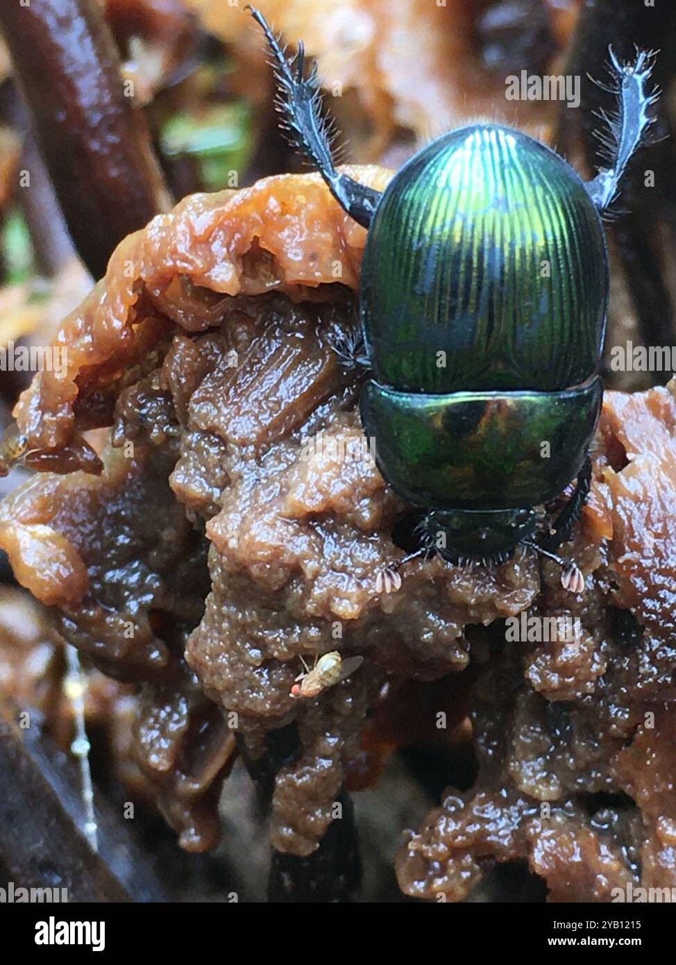 Splendid Earth-boring Beetle (Geotrupes splendidus) Insecta Stock Photo ...
