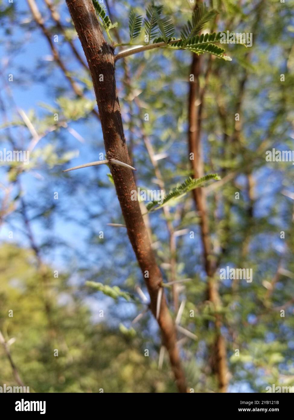 Sweet acacia (Vachellia farnesiana) Plantae Stock Photo - Alamy
