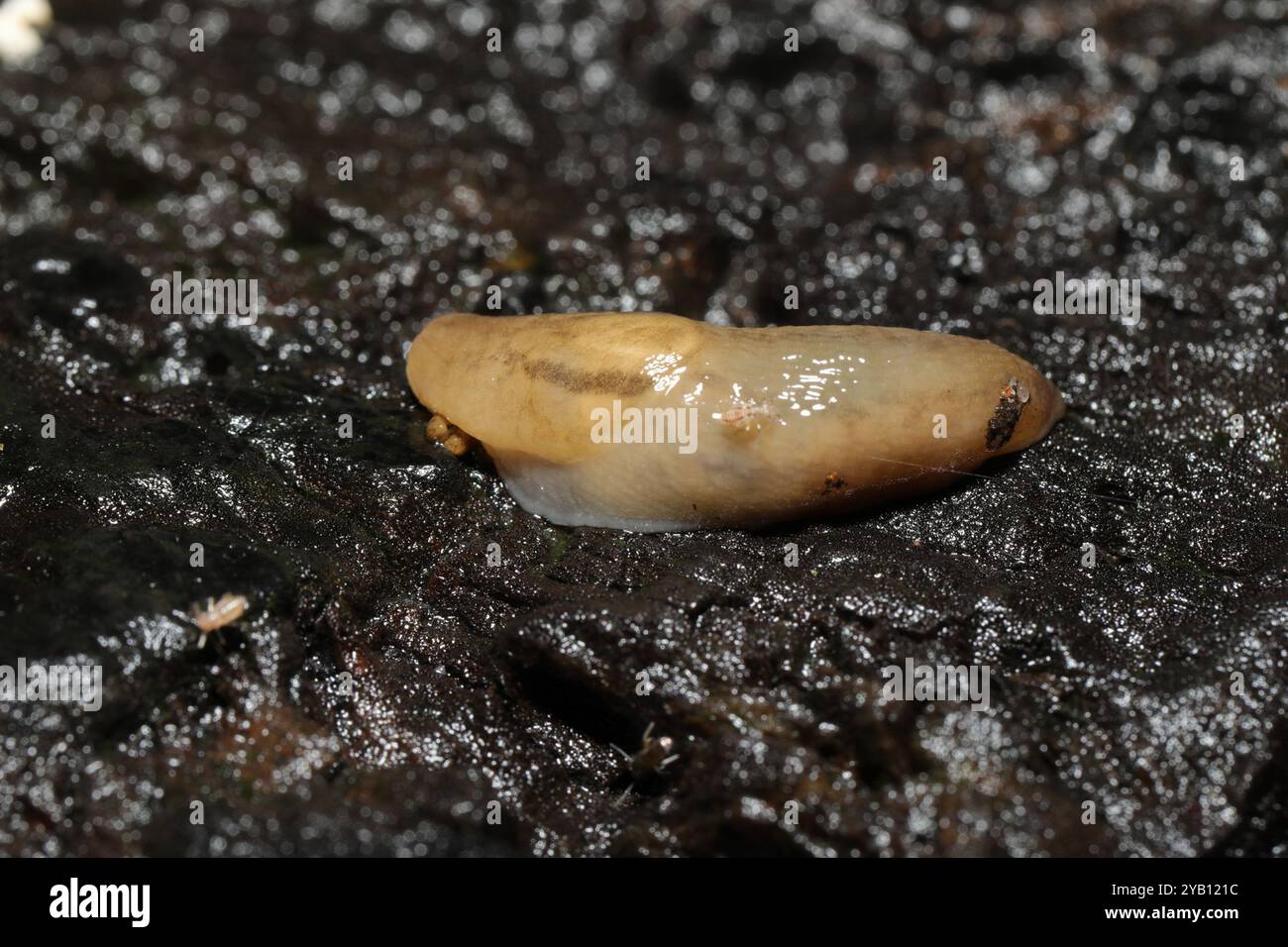 Threeband Slugs (Ambigolimax) Mollusca Stock Photo - Alamy