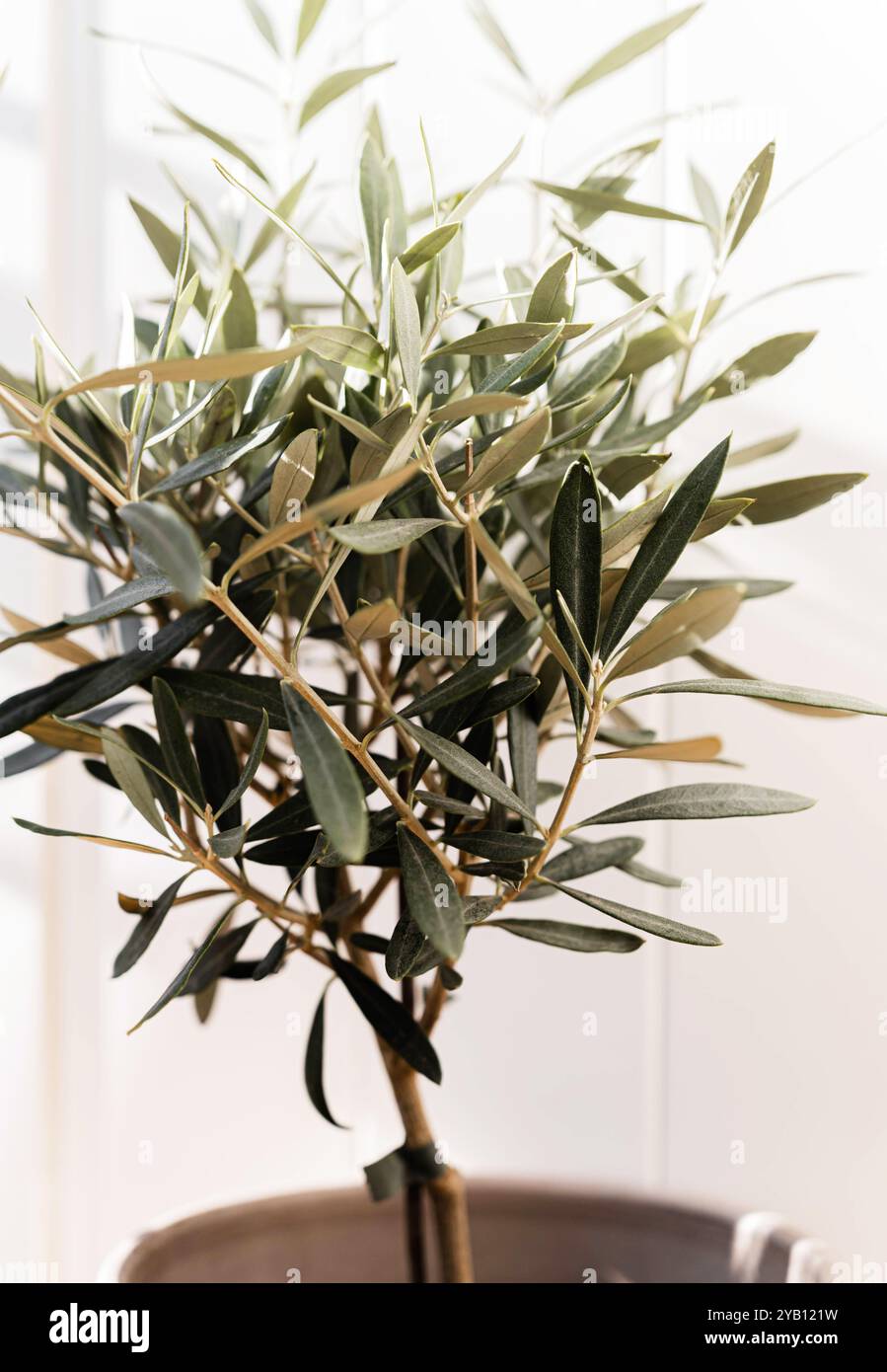 The young olive tree in front of a white background. Olive tree home ...