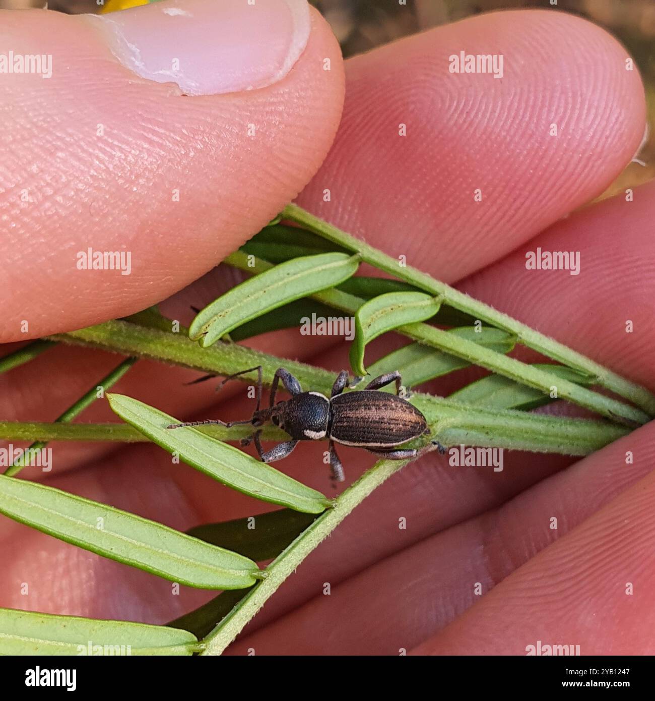 White-striped Weevil (Perperus lateralis) Insecta Stock Photo - Alamy