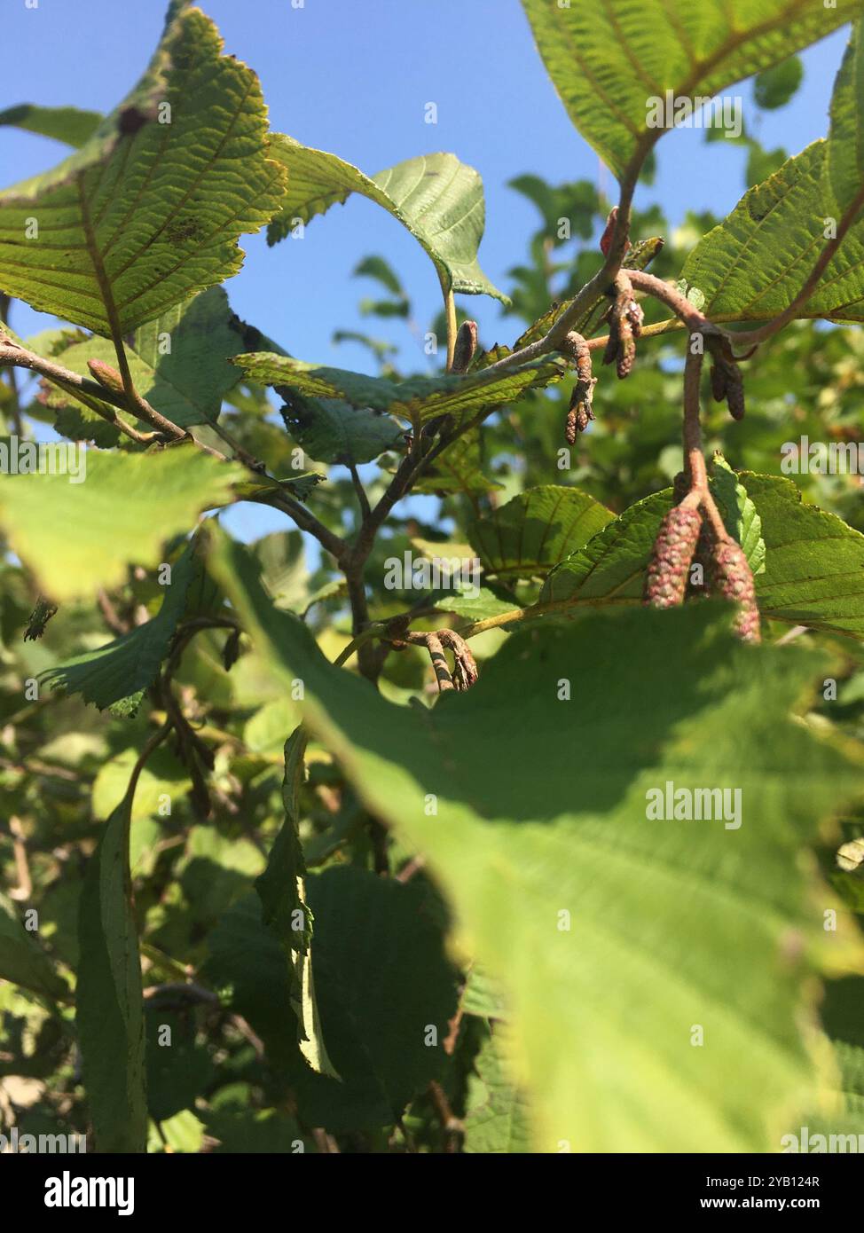 smooth alder (Alnus serrulata) Plantae Stock Photo - Alamy