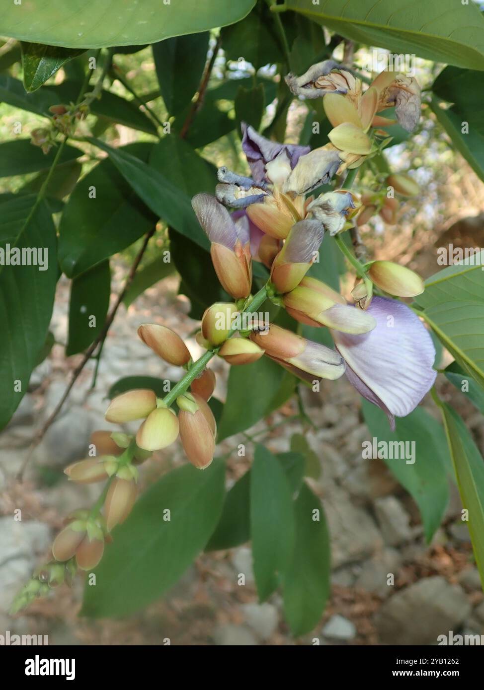 Butterfly Pea Tree (Clitoria fairchildiana) Plantae Stock Photo - Alamy