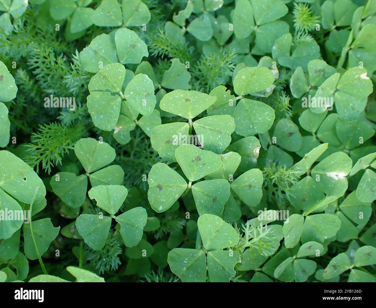 Spotted medick (Medicago arabica) Plantae Stock Photo - Alamy