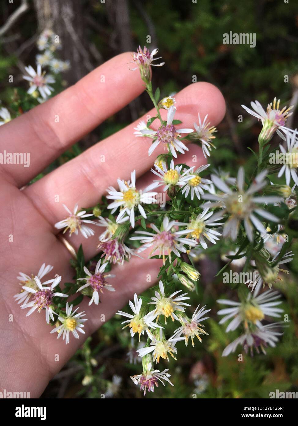 calico aster (Symphyotrichum lateriflorum) Plantae Stock Photo - Alamy