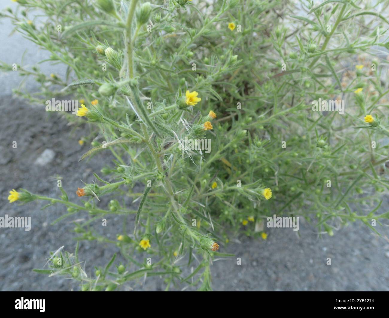 Stinkwort (Dittrichia graveolens) Plantae Stock Photo - Alamy