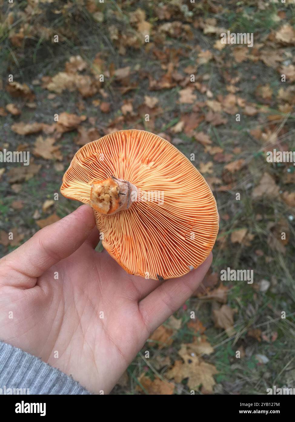 saffron milkcap (Lactarius deliciosus) Fungi Stock Photo - Alamy