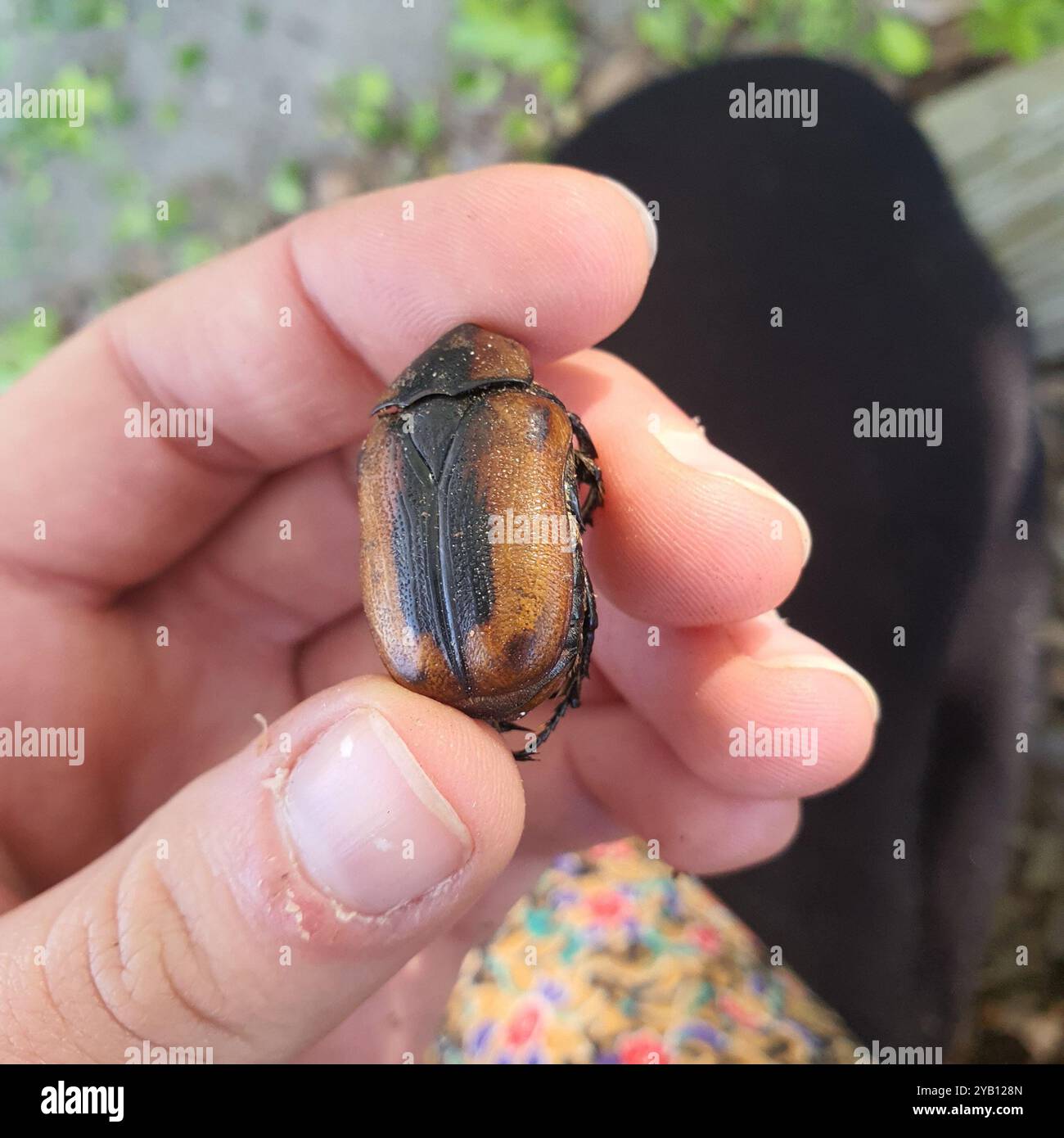 Cowboy Beetle (Chondropyga dorsalis) Insecta Stock Photo - Alamy