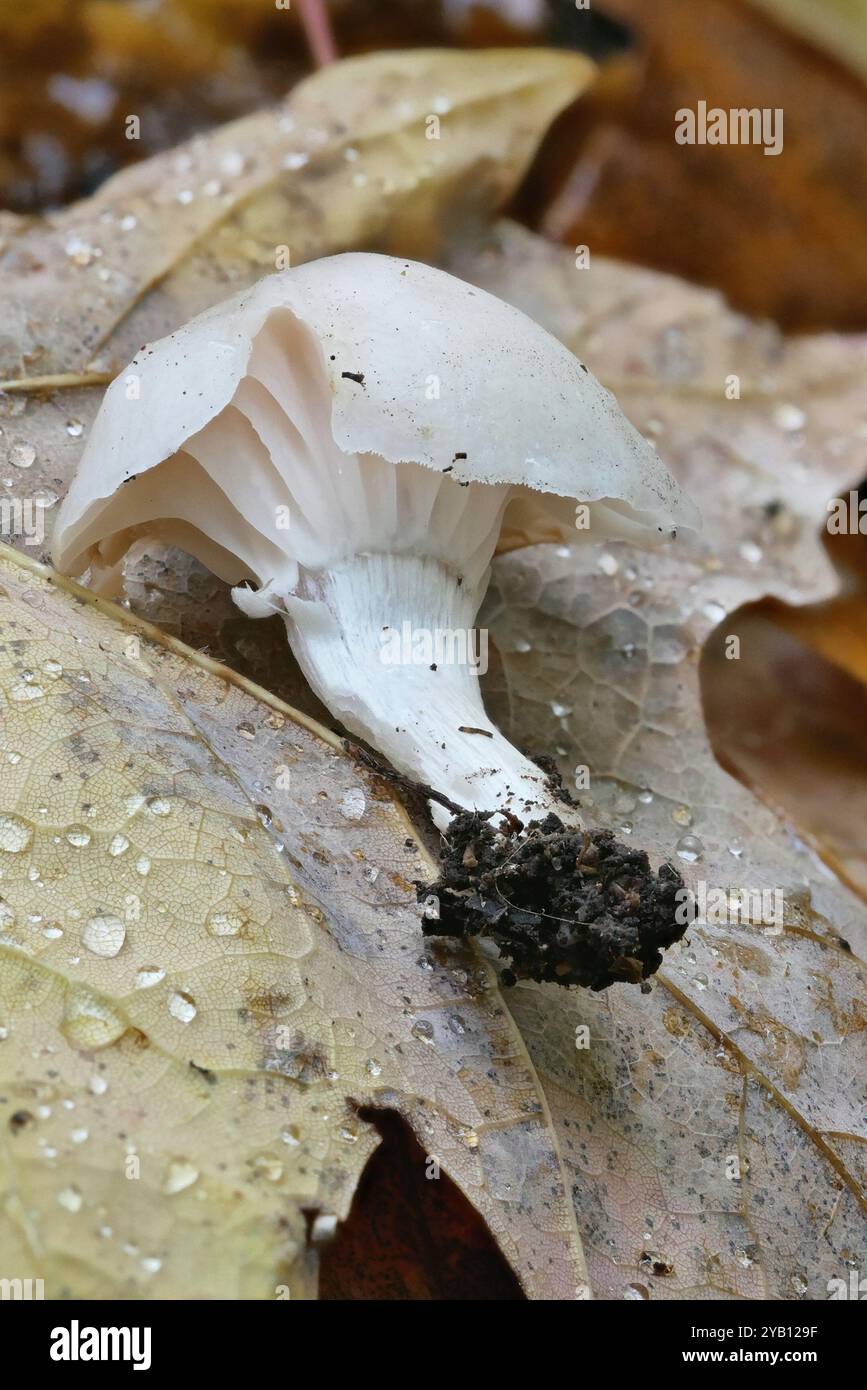 (Cuphophyllus borealis) Fungi Stock Photo - Alamy