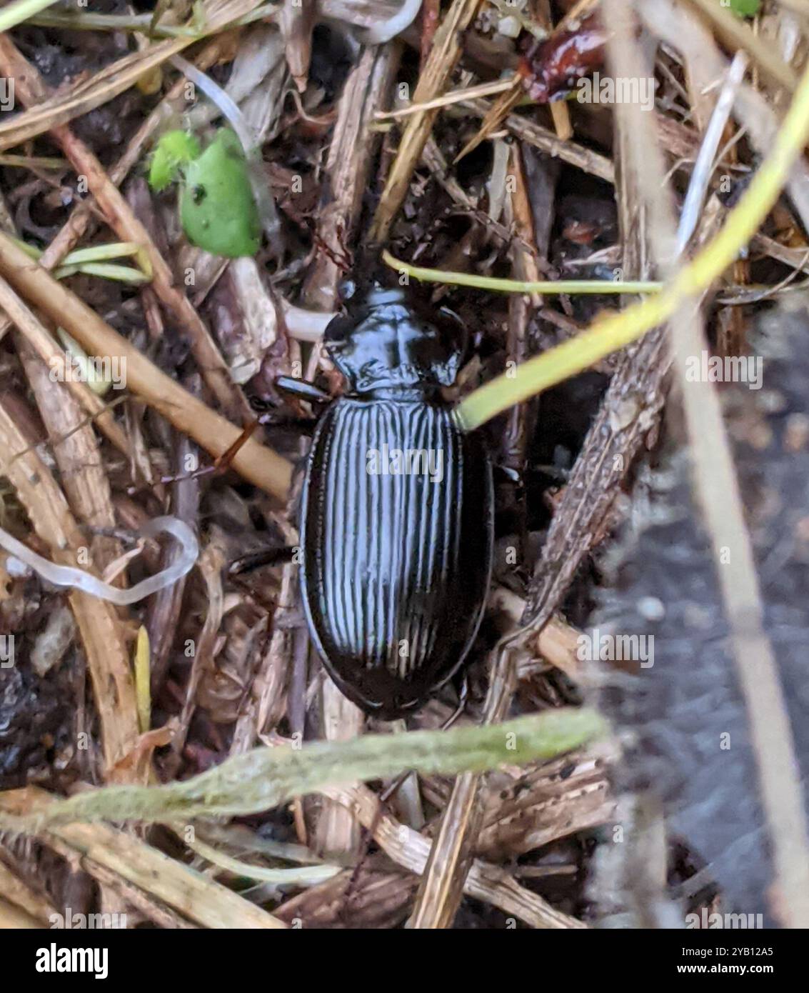 European Gazelle Beetle (Nebria brevicollis) Insecta Stock Photo - Alamy