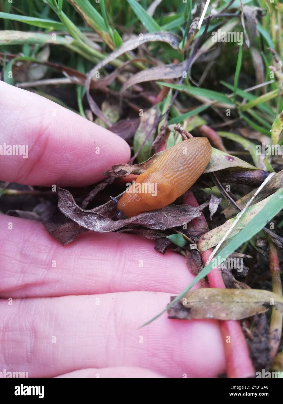 Lemon Slug (Malacolimax tenellus) Mollusca Stock Photo - Alamy