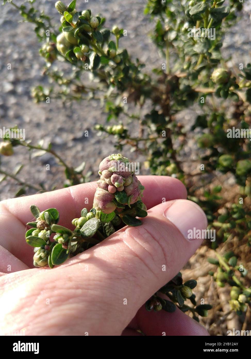 Coyote Brush Bud Gall Midge (Rhopalomyia californica) Insecta Stock ...
