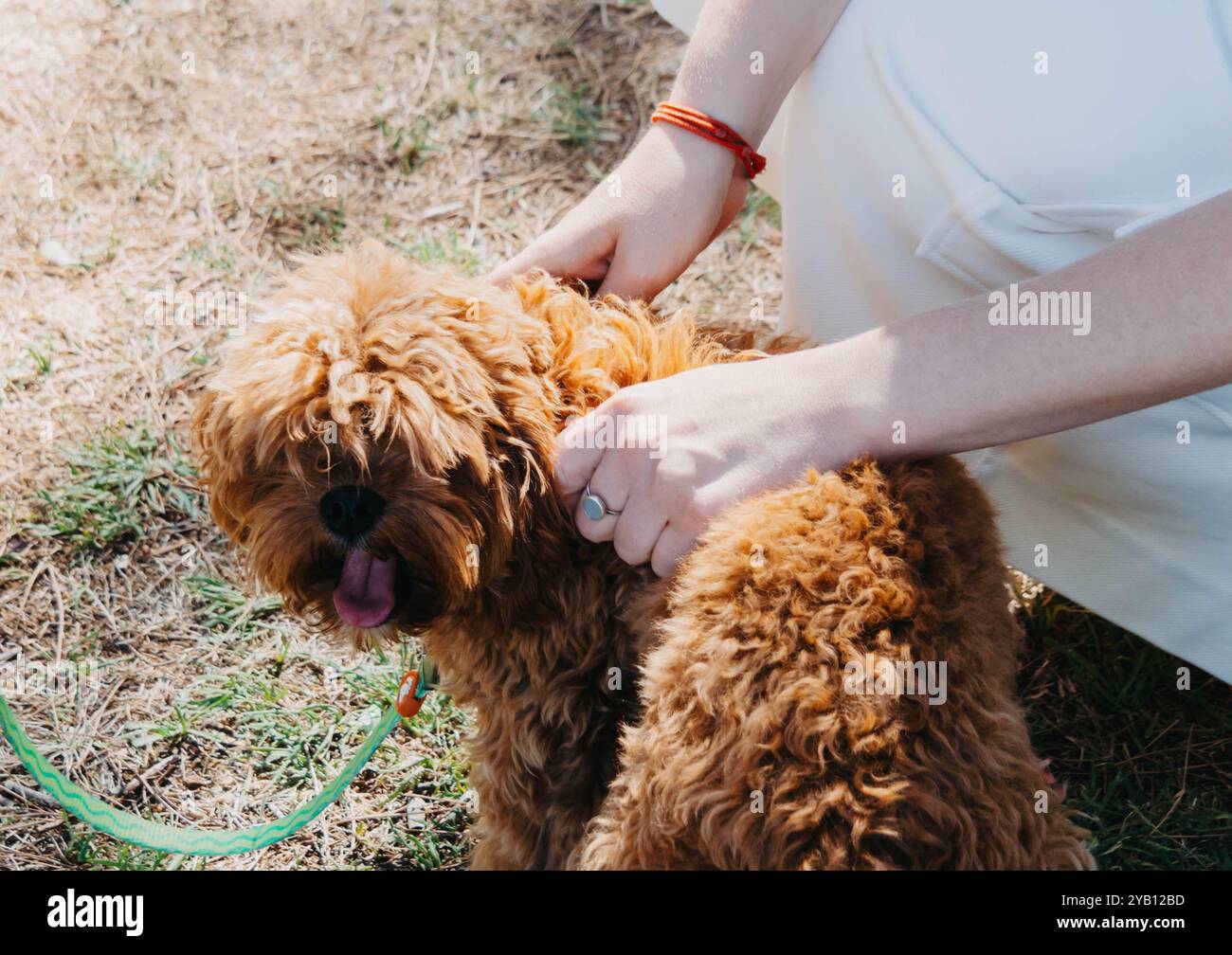 Fluffy ginger dog on a leash, with a person hands wearing a bracelet ...