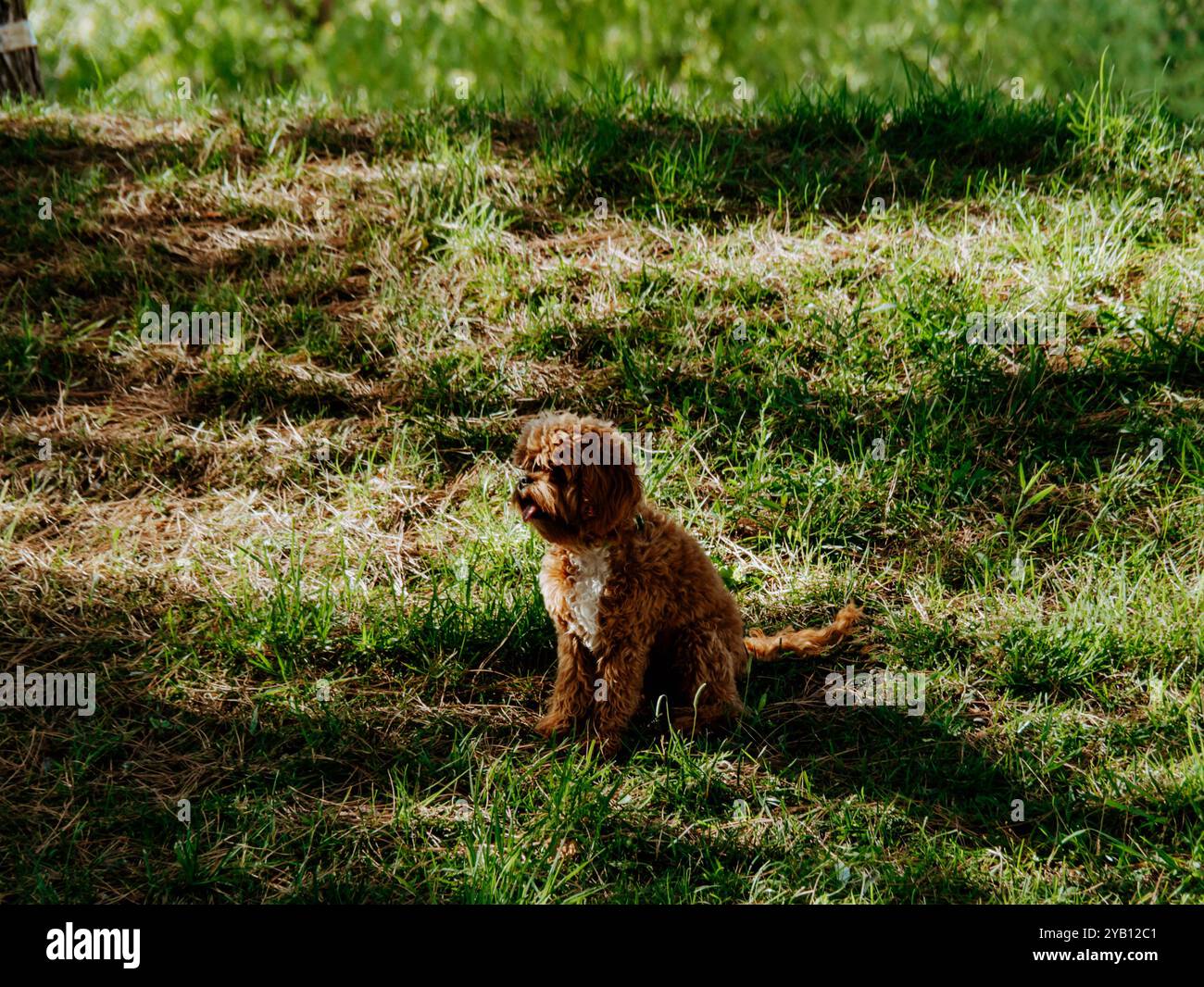 A small, fluffy brown dog maltipoo with a white patch on its chest sits ...