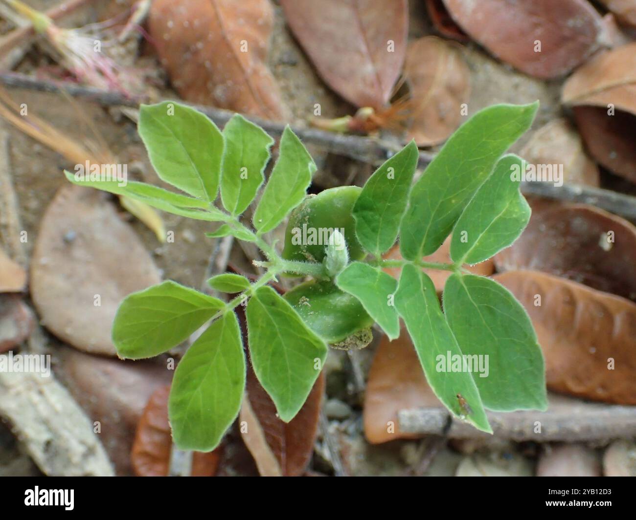Monkey pod tree (Samanea saman) Plantae Stock Photo - Alamy
