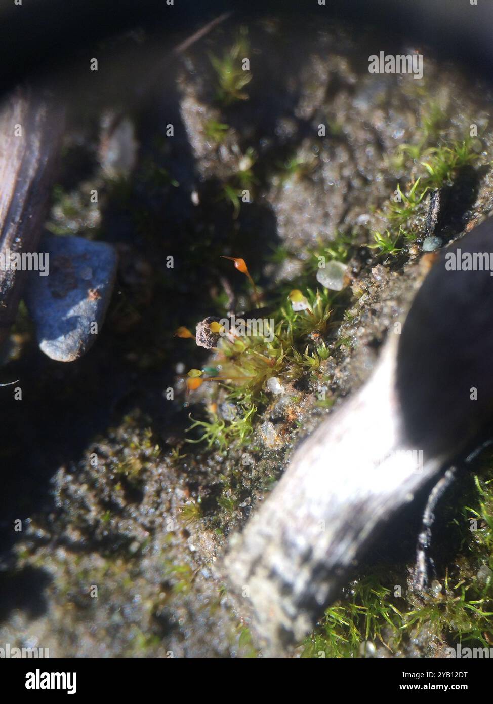 Common Pottia (Tortula truncata) Plantae Stock Photo - Alamy
