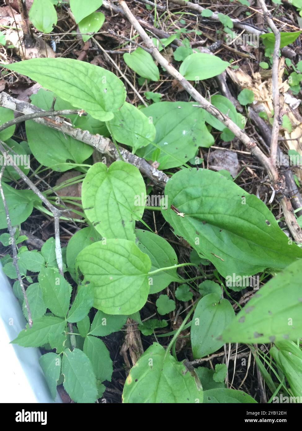 Tall Bluebell (Mertensia paniculata) Plantae Stock Photo - Alamy