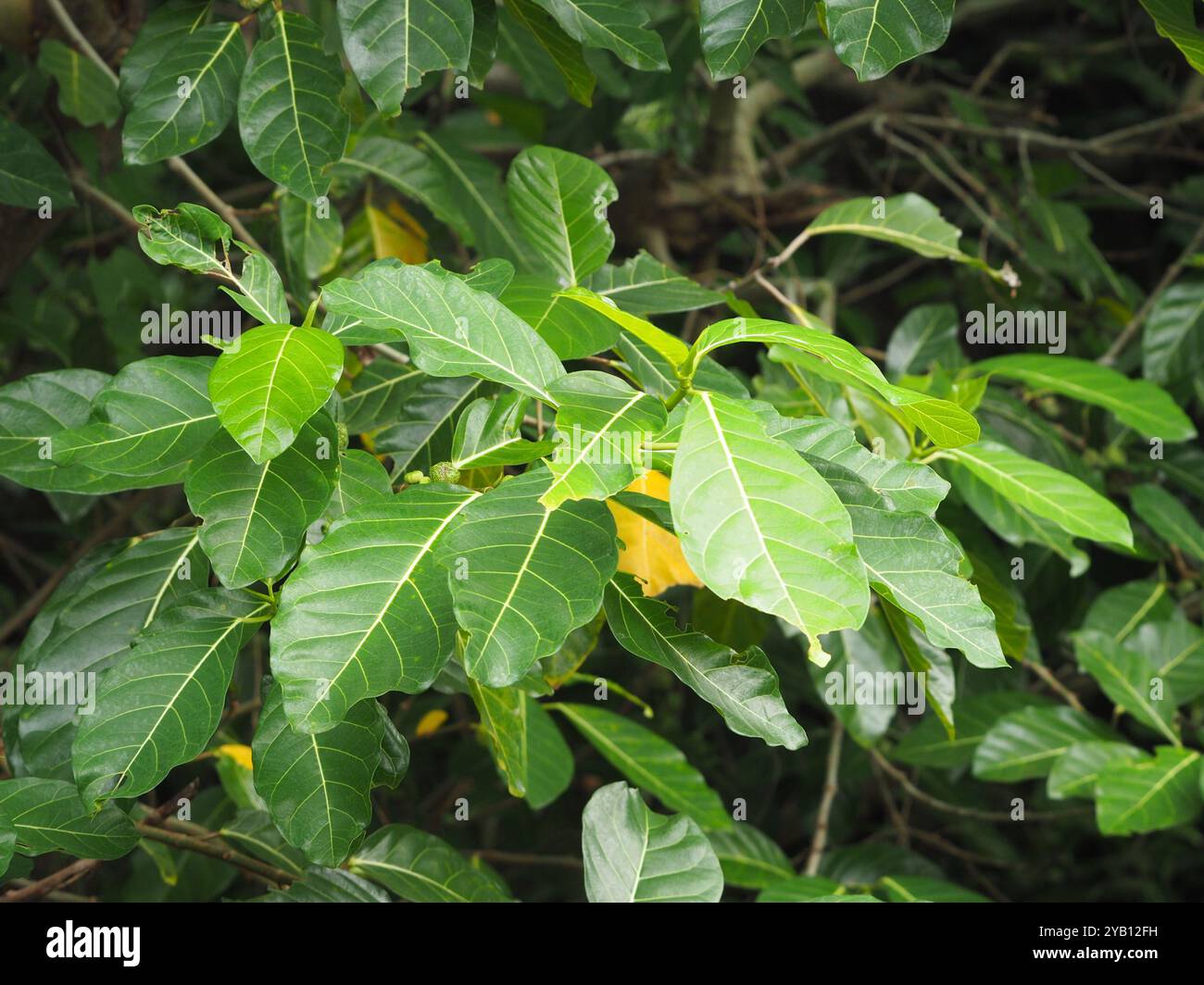 Hauili fig tree (Ficus septica) Plantae Stock Photo - Alamy