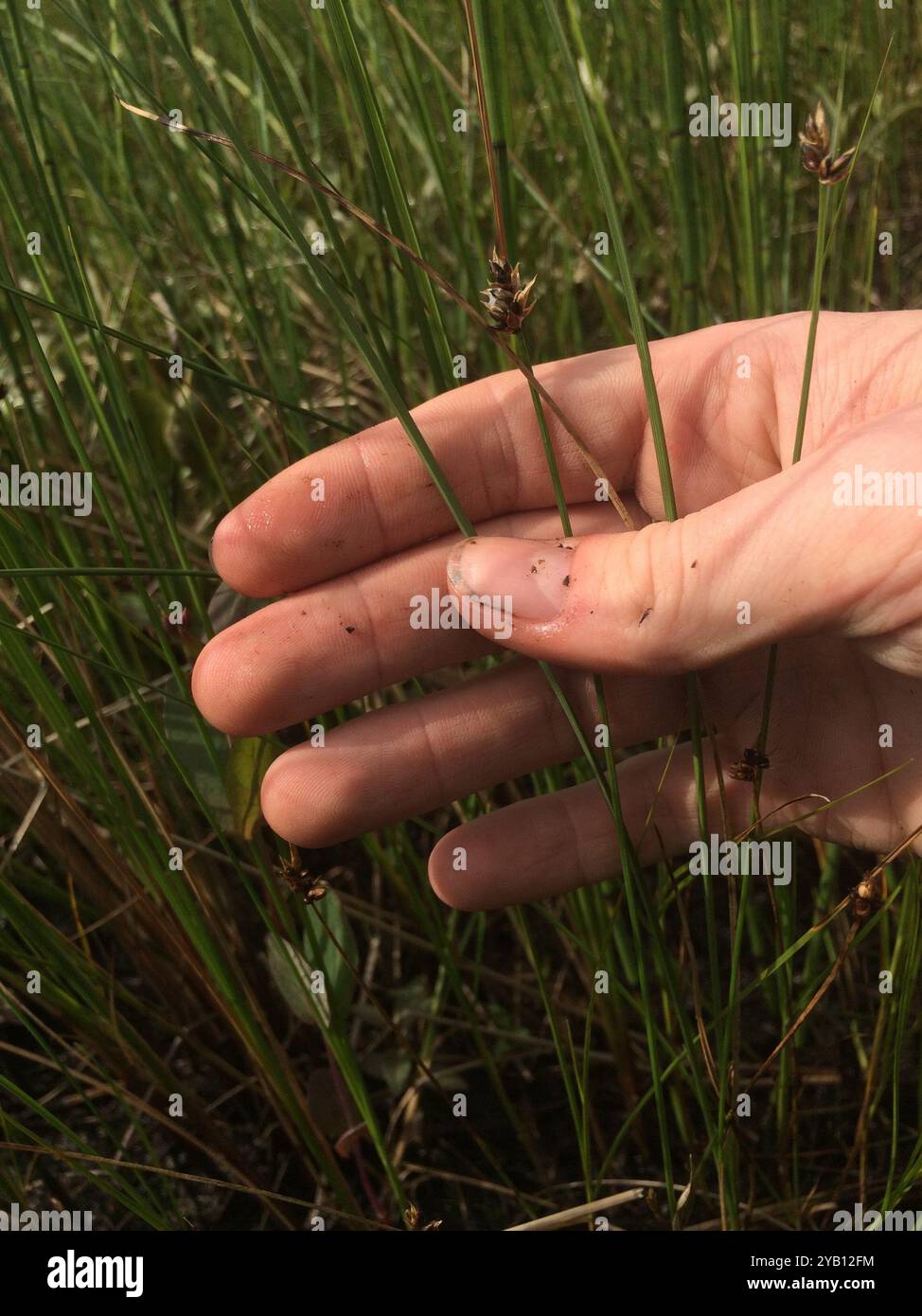 creeping sedge (Carex chordorrhiza) Plantae Stock Photo - Alamy