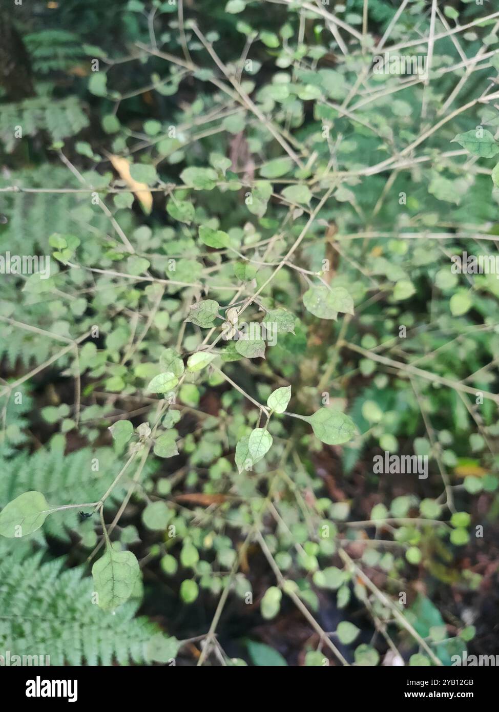 thin leaved coprosma (Coprosma areolata) Plantae Stock Photo - Alamy