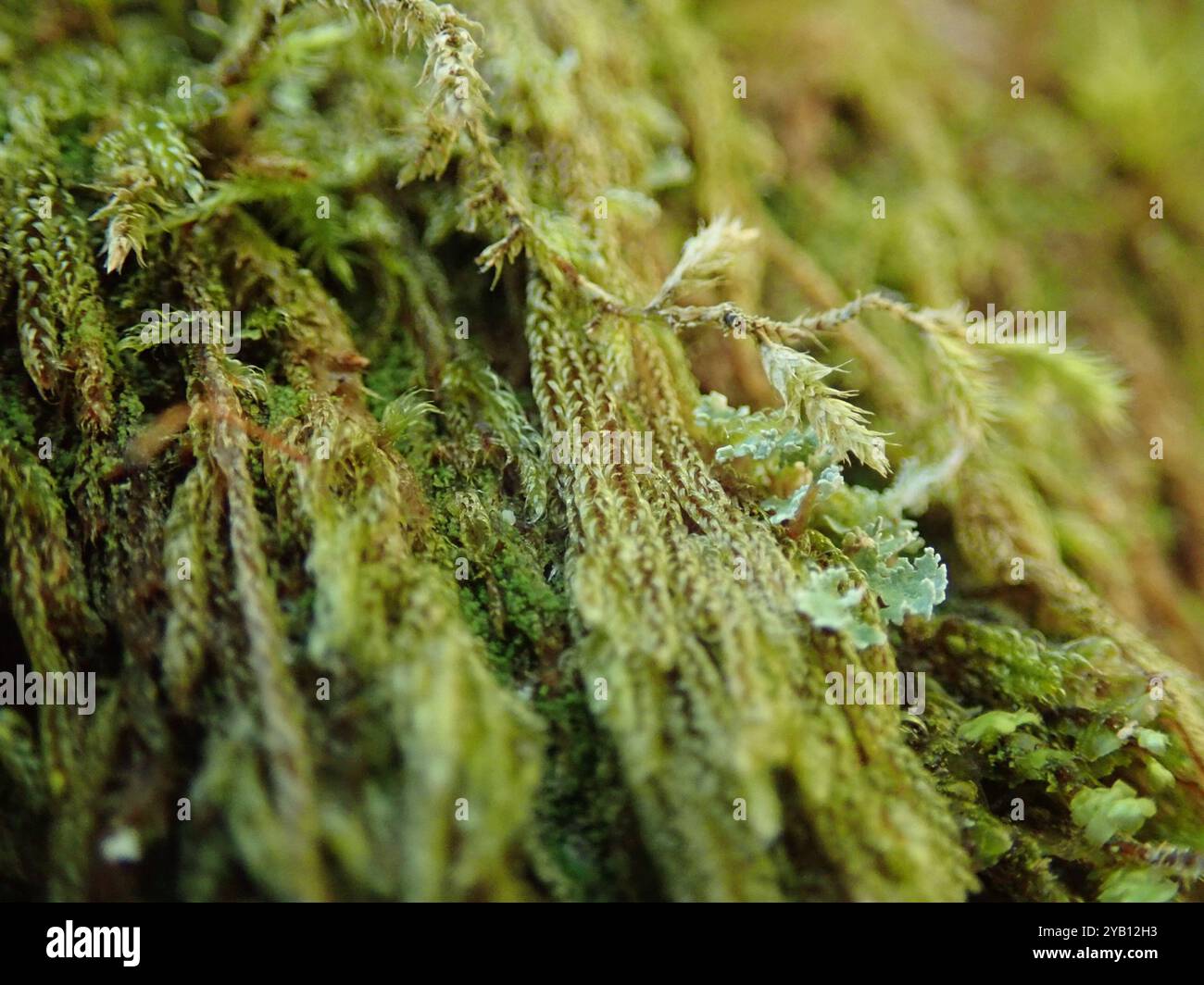 Coiled-leaf claw-moss (Hypnum circinale) Plantae Stock Photo - Alamy