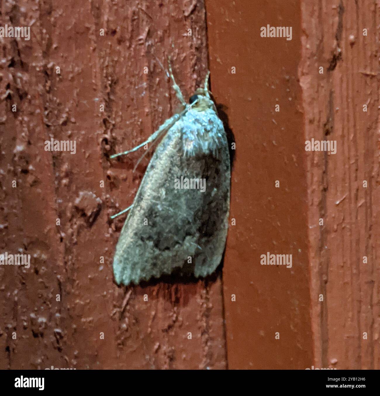 American Copper Underwing (Amphipyra pyramidoides) Insecta Stock Photo ...