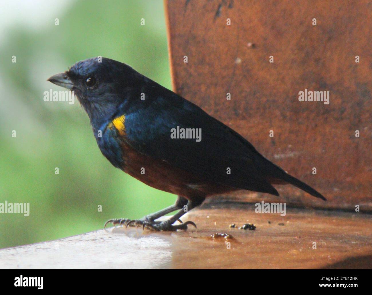 Chestnut-bellied Euphonia (Euphonia pectoralis) Aves Stock Photo - Alamy