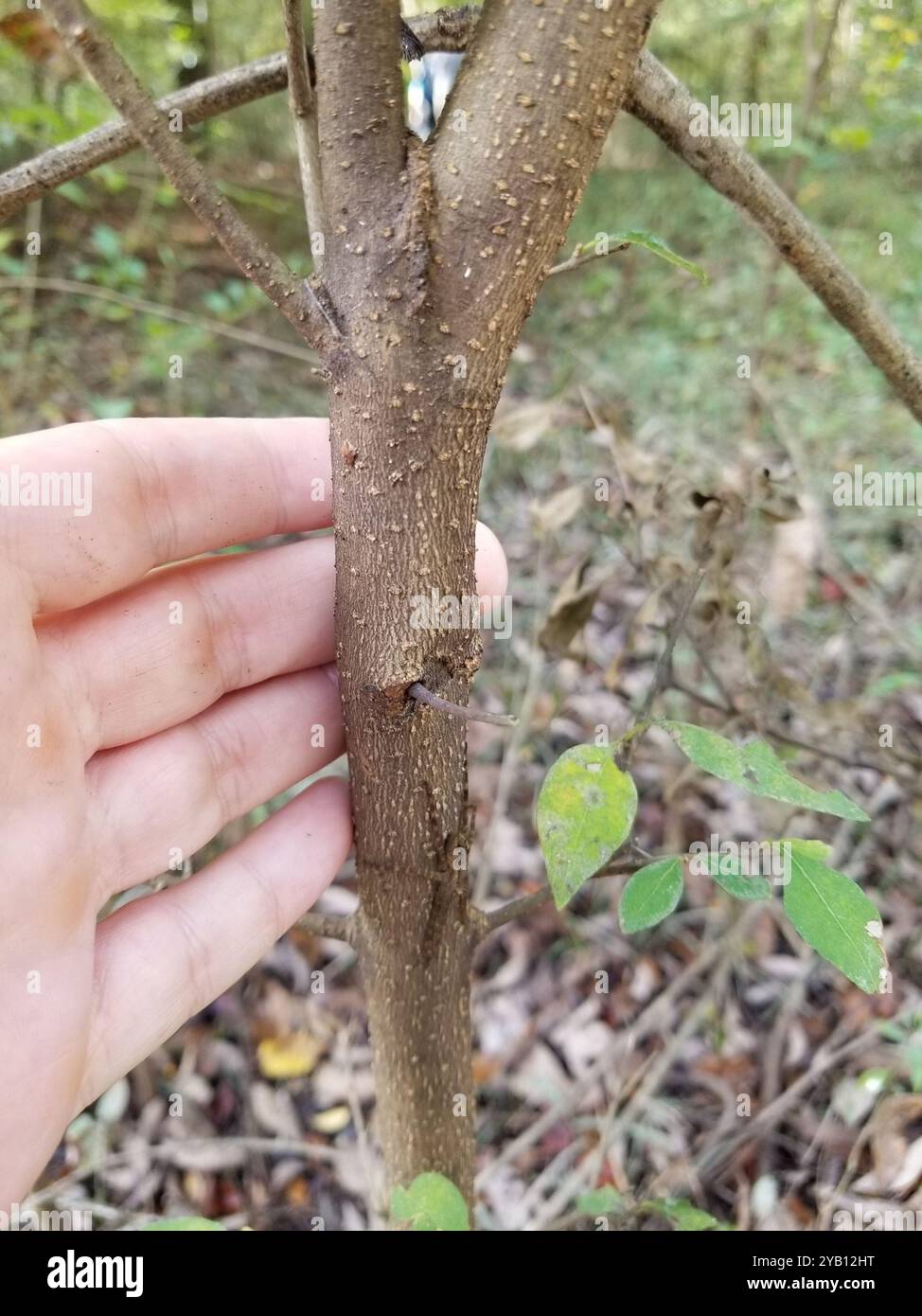 eastern swamp privet (Forestiera acuminata) Plantae Stock Photo - Alamy