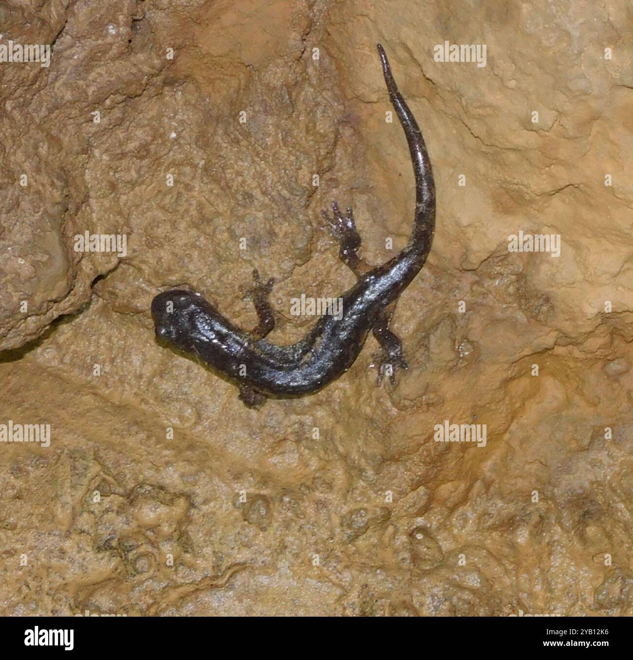 Ambrosi's Cave Salamander (Speleomantes ambrosii) Amphibia Stock Photo ...