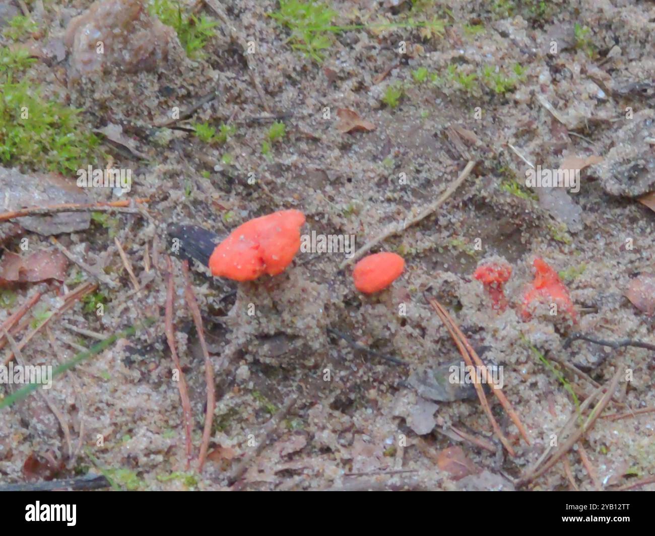 Scarlet Waxy Cap (Hygrocybe coccinea) Fungi Stock Photo - Alamy