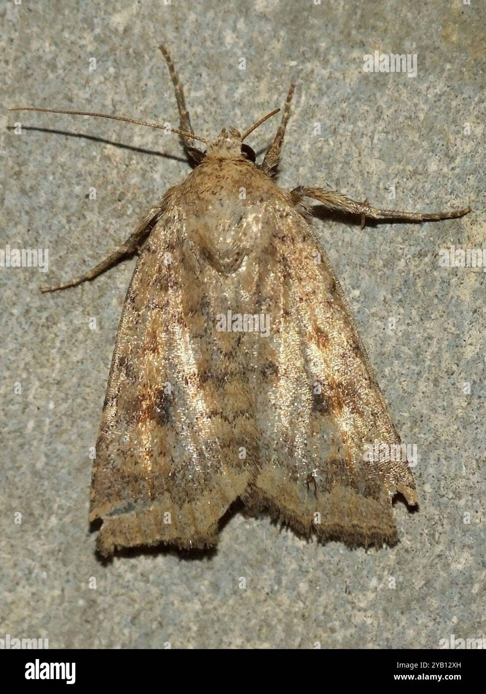 Mottled Rustic (Caradrina morpheus) Insecta Stock Photo - Alamy