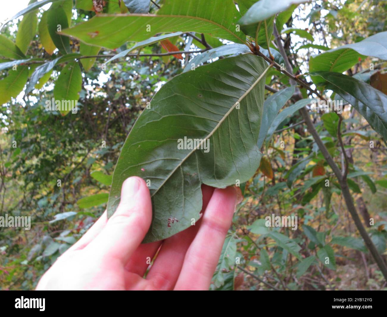 shingle oak (Quercus imbricaria) Plantae Stock Photo - Alamy