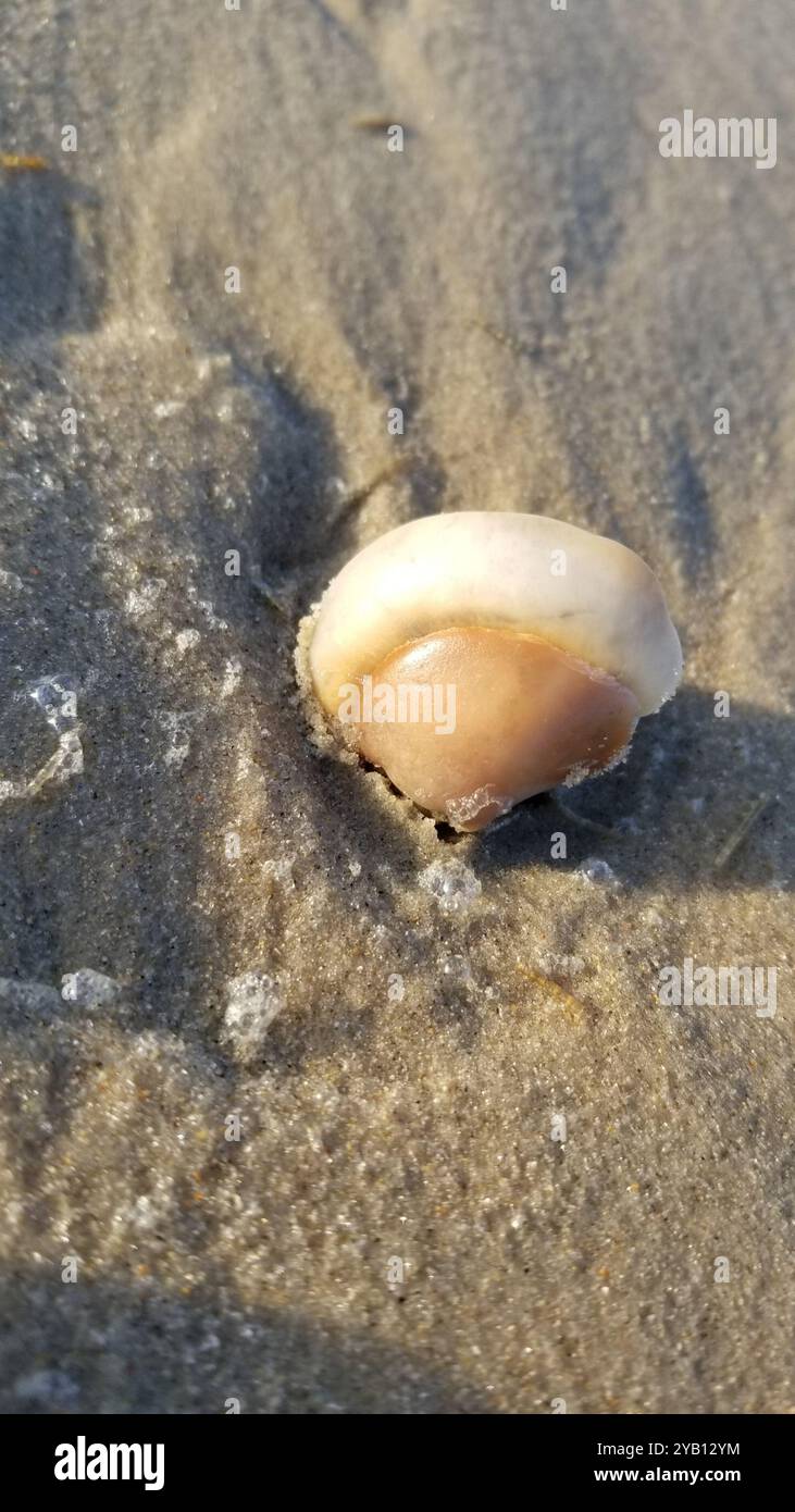 Shark Eye (Neverita duplicata) Mollusca Stock Photo - Alamy