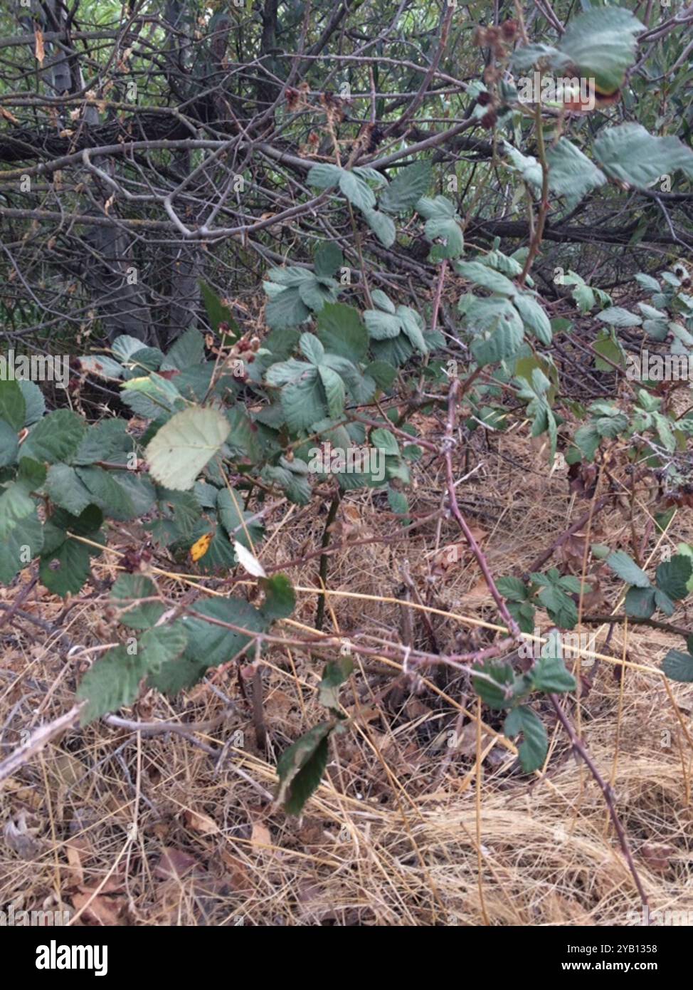brambles (Rubus) Plantae Stock Photo - Alamy