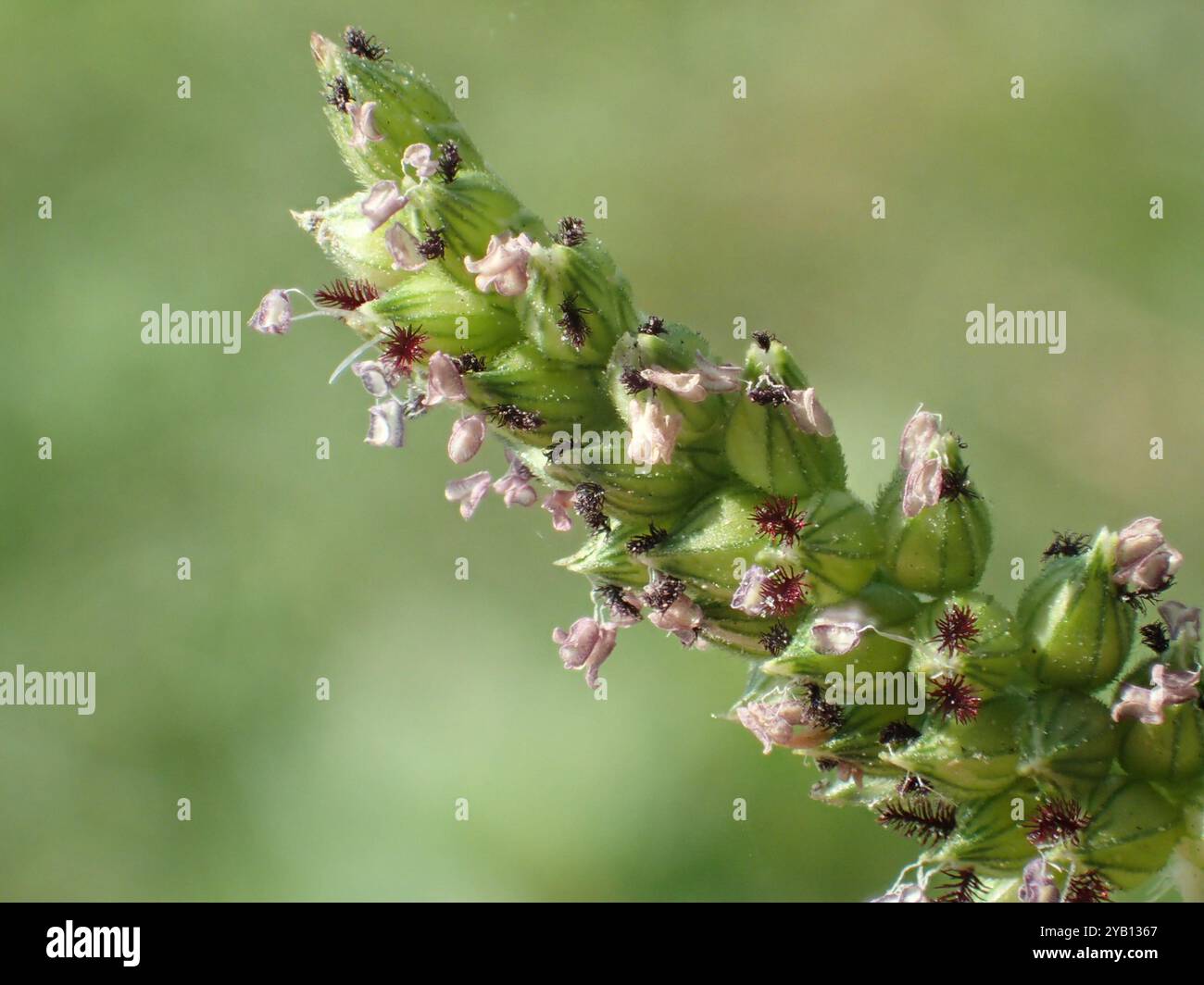 Jungle Rice (Echinochloa colonum) Plantae Stock Photo - Alamy