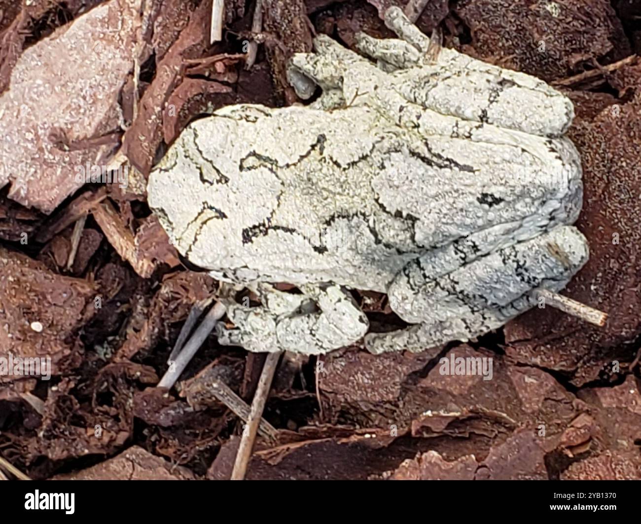 Cope's Gray Treefrog (Hyla chrysoscelis) Amphibia Stock Photo - Alamy