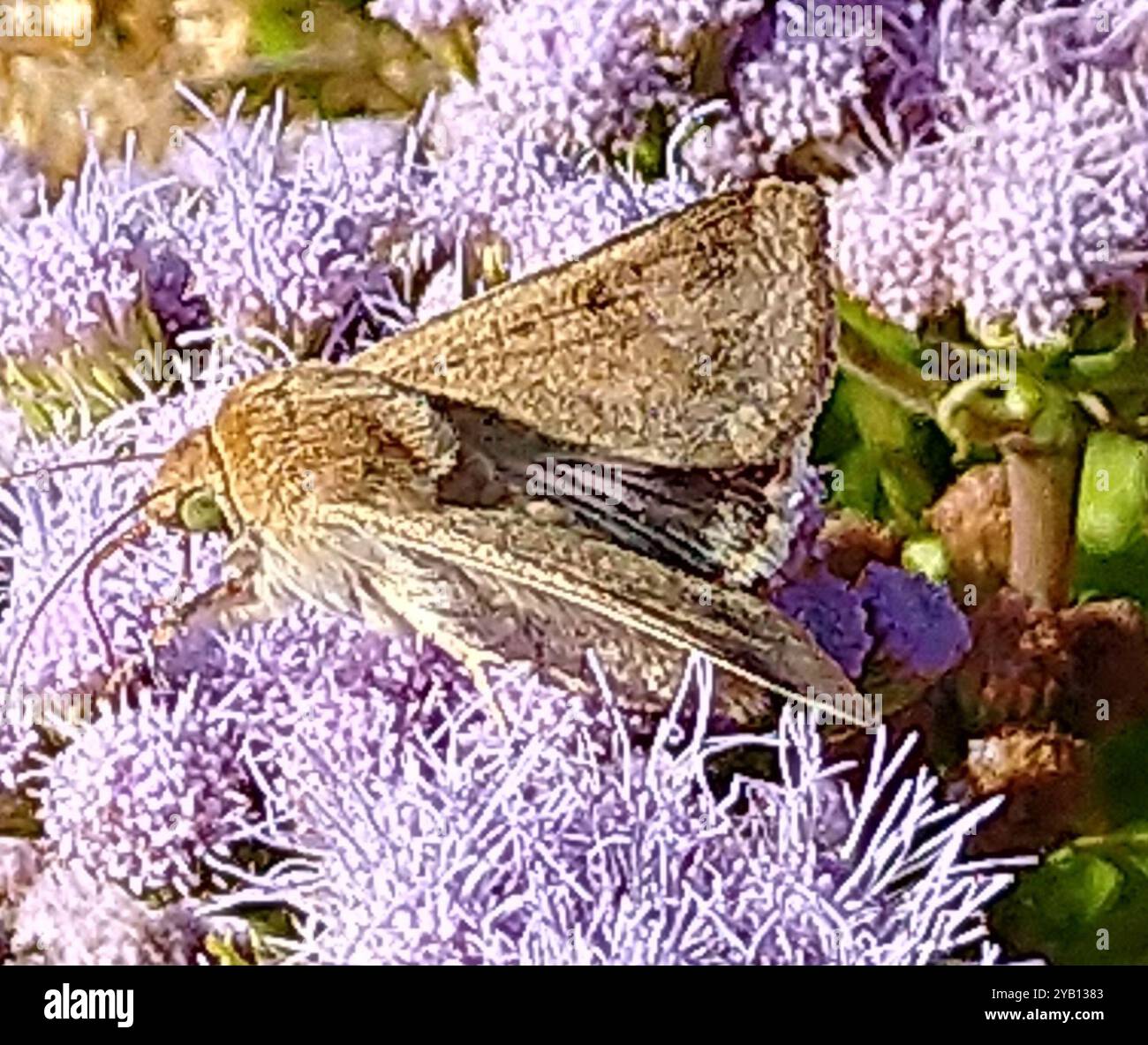 Corn Earworm Moth (Helicoverpa zea) Insecta Stock Photo - Alamy
