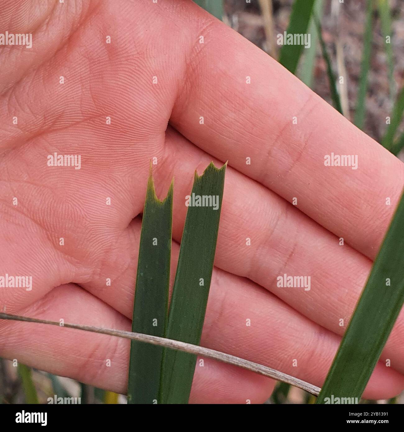 Spiny-headed Mat-rush (Lomandra longifolia) Plantae Stock Photo - Alamy