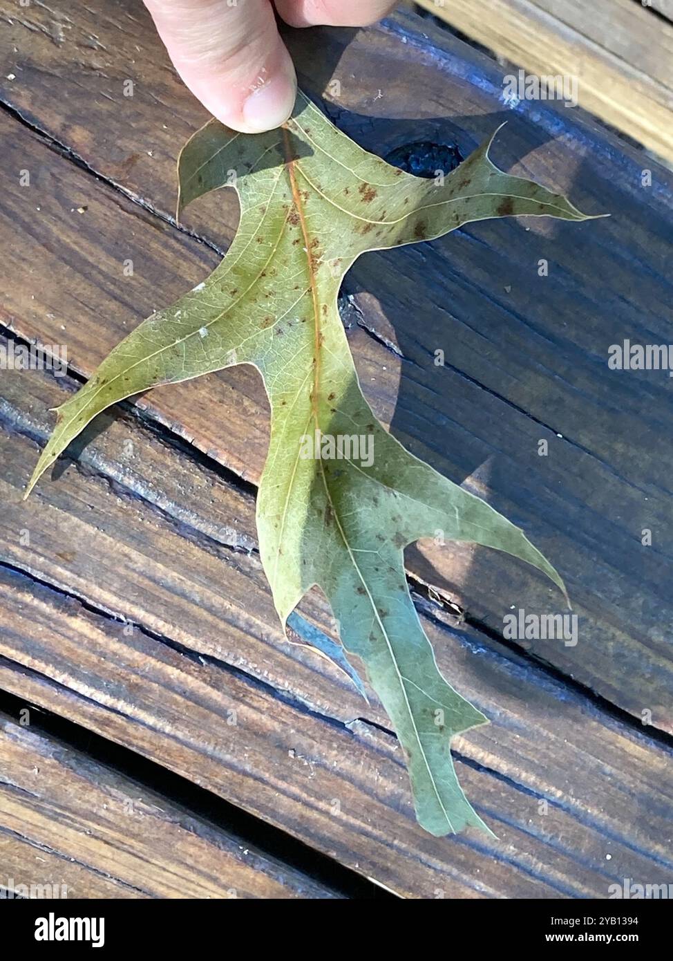 southern red oak (Quercus falcata) Plantae Stock Photo - Alamy