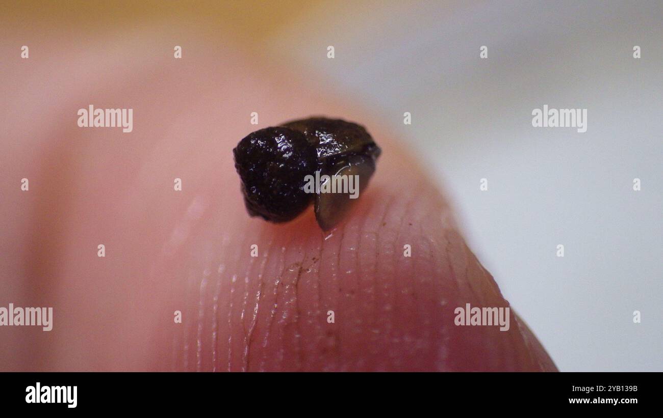 Hydrobiid Mud Snails (Hydrobiidae) Mollusca Stock Photo - Alamy