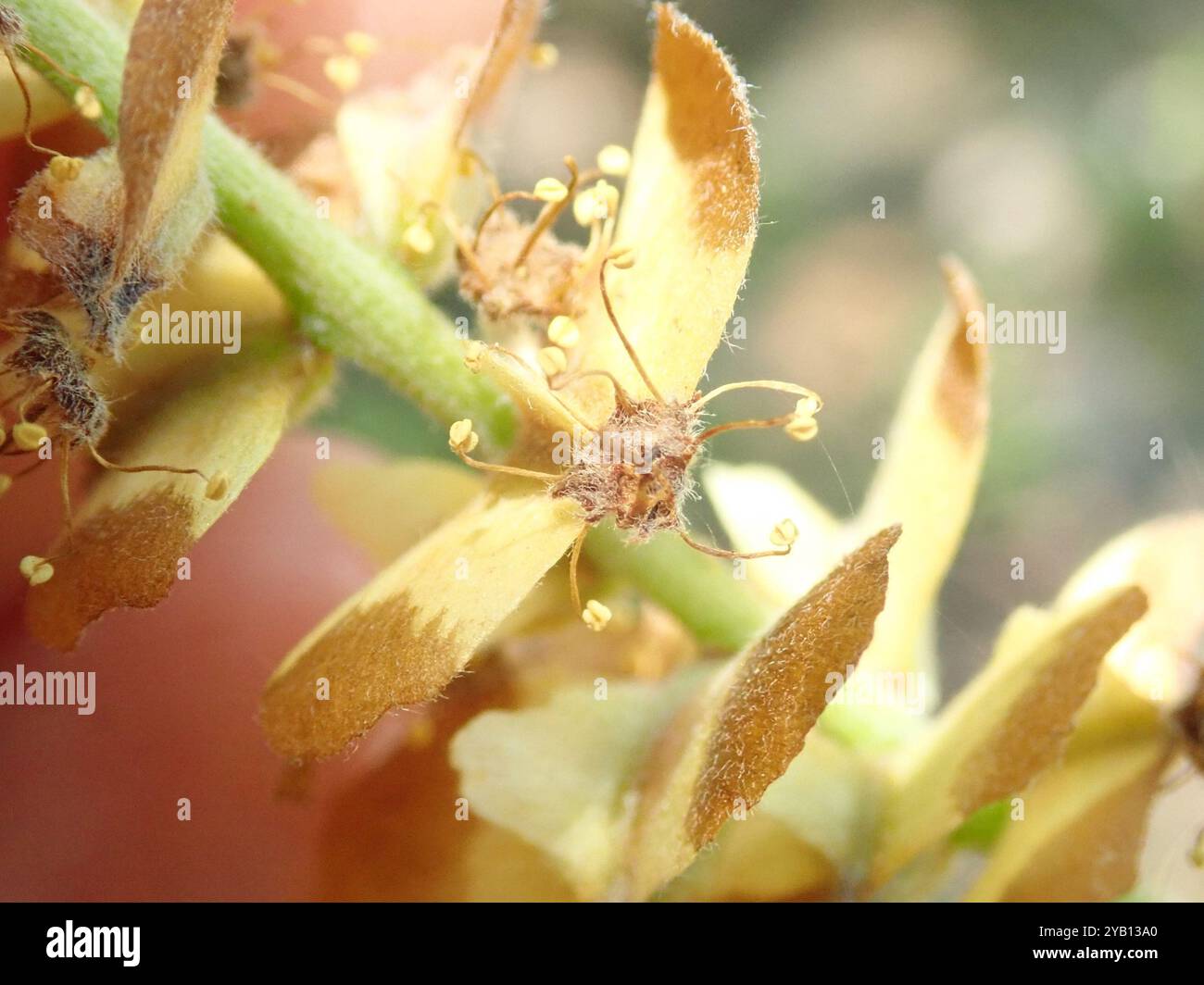 (Terminalia glabrescens) Plantae Stock Photo - Alamy