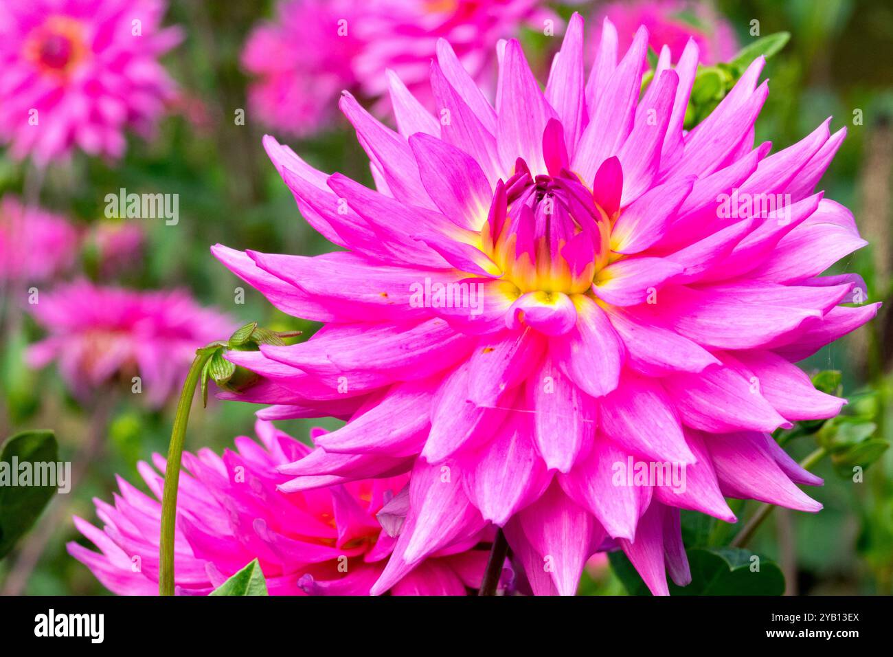 Flower dahlia flowers dahlias hi-res stock photography and images - Alamy