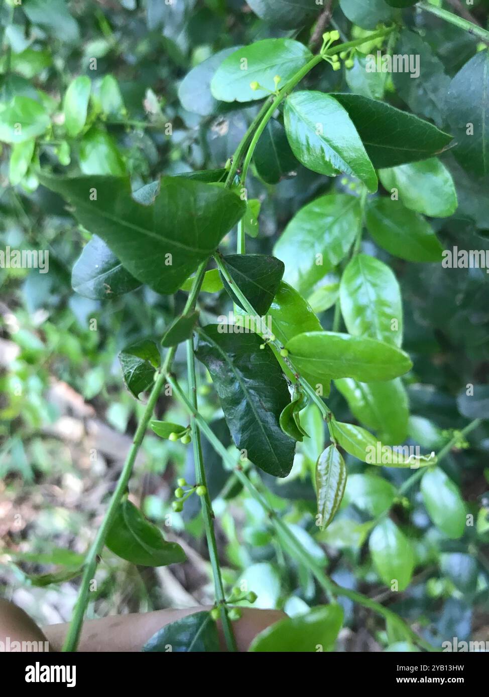 flowering plants (Angiospermae) Plantae Stock Photo - Alamy