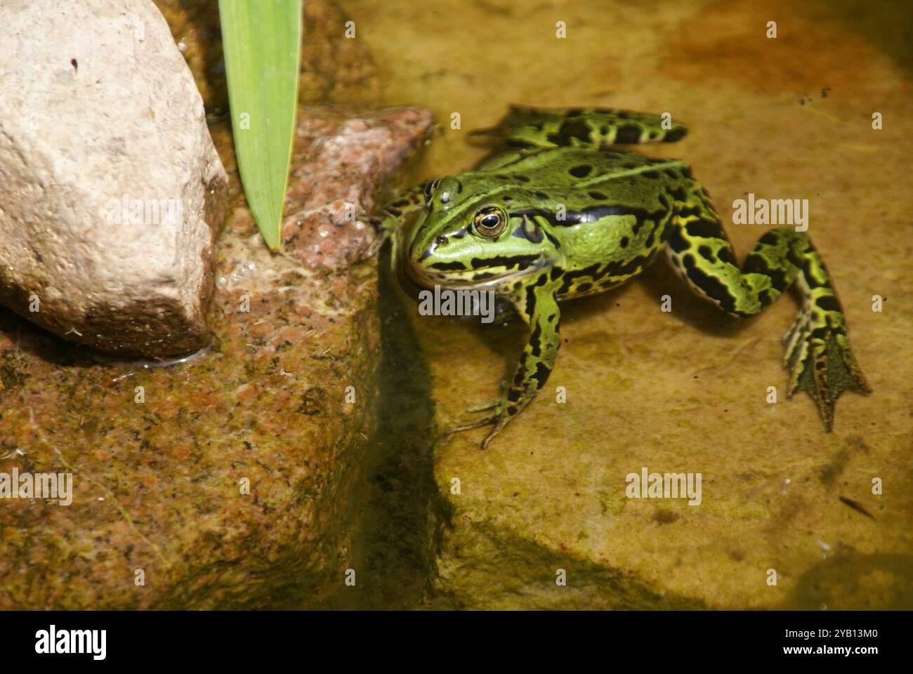 Water Frogs (Pelophylax) Amphibia Stock Photo - Alamy