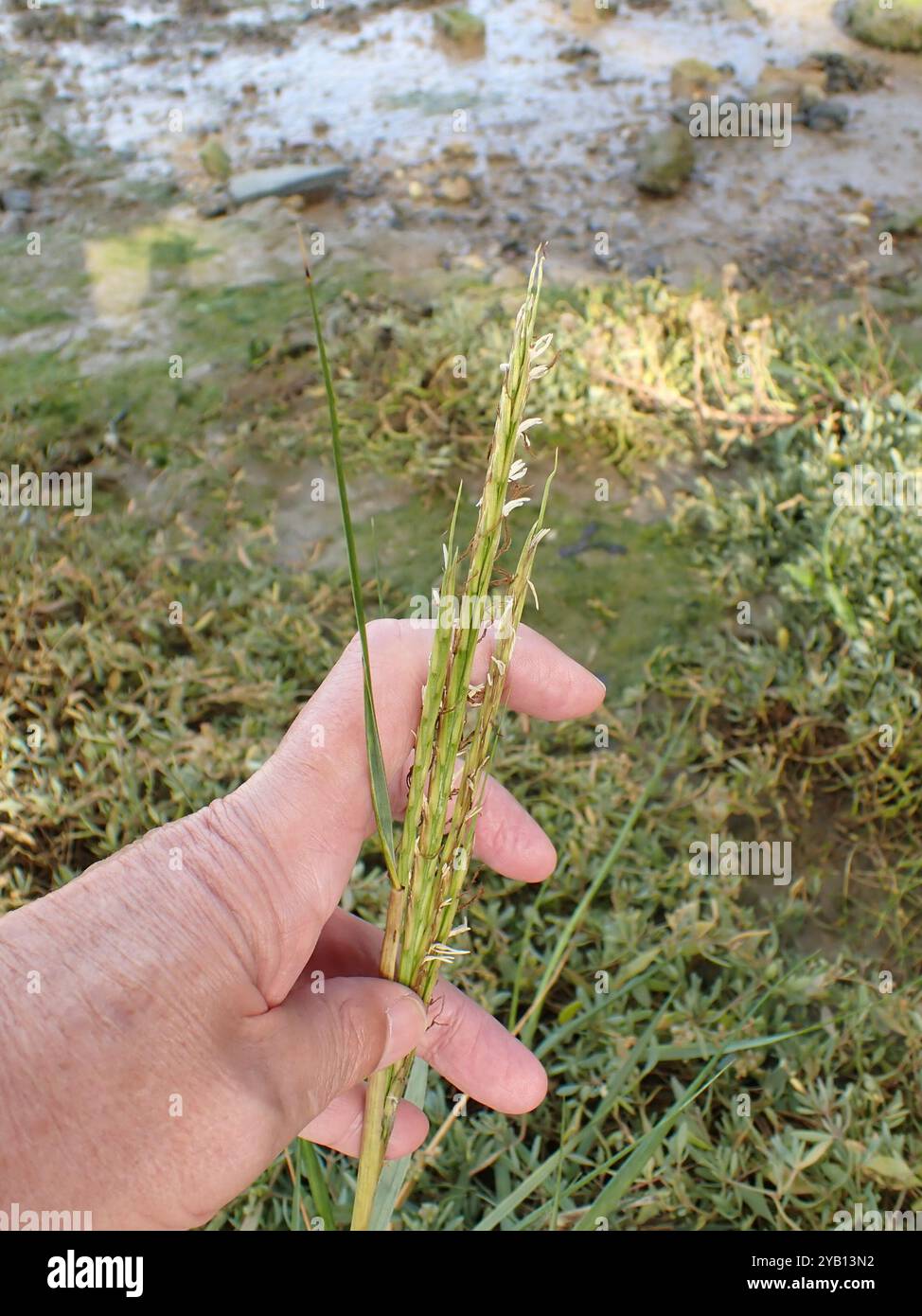 common cordgrass (Sporobolus anglicus) Plantae Stock Photo - Alamy