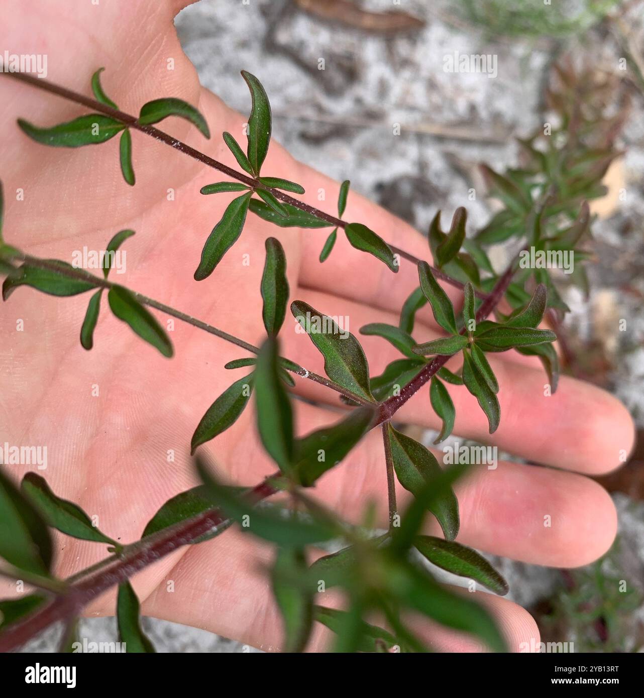 Small-leaved Bluecurls (Trichostema microphyllum) Plantae Stock Photo ...