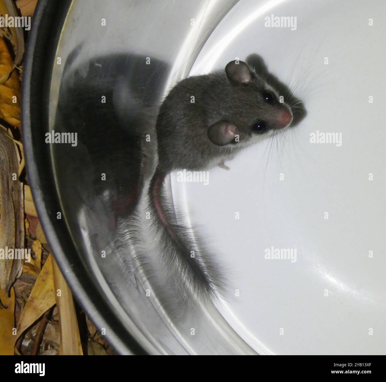 Small-eared Dormouse (Graphiurus microtis) Mammalia Stock Photo - Alamy