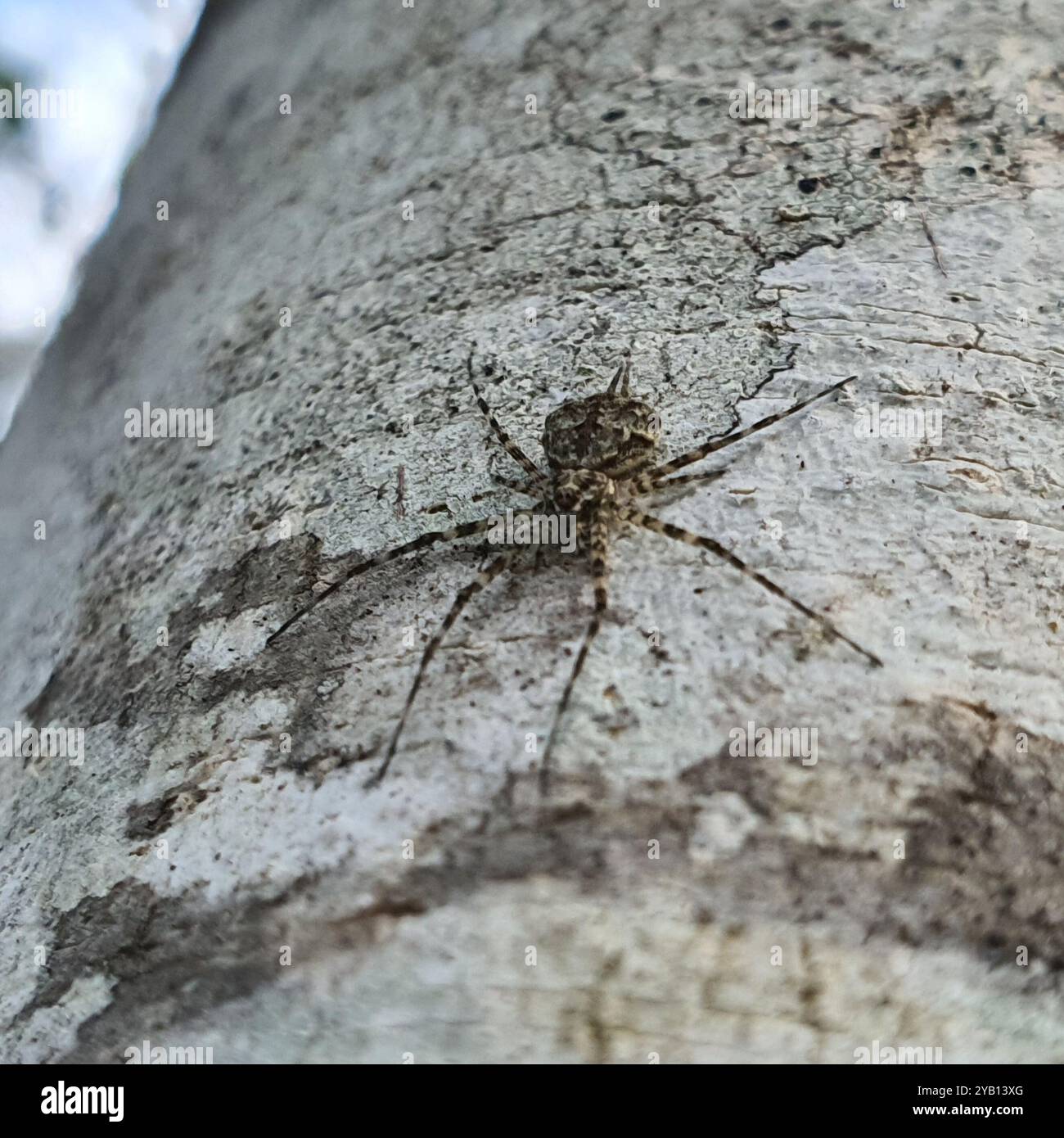 Two-tailed Spiders (Hersiliidae) Arachnida Stock Photo - Alamy