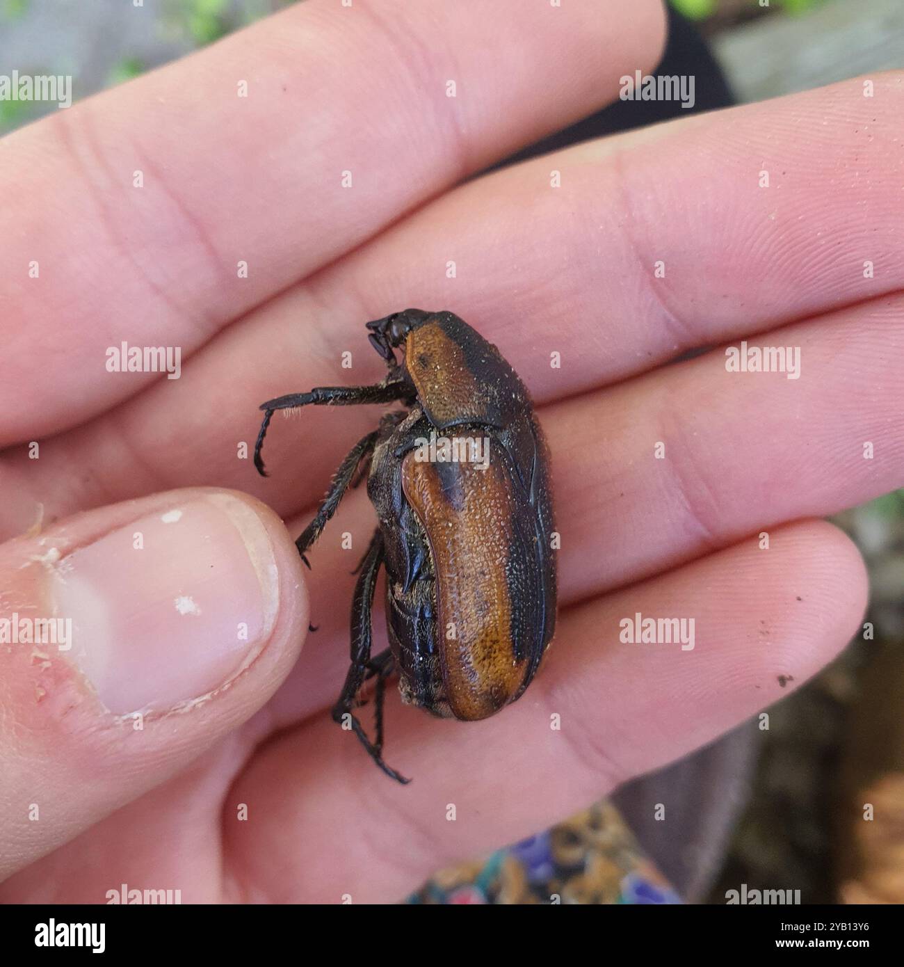 Cowboy Beetle (Chondropyga dorsalis) Insecta Stock Photo - Alamy