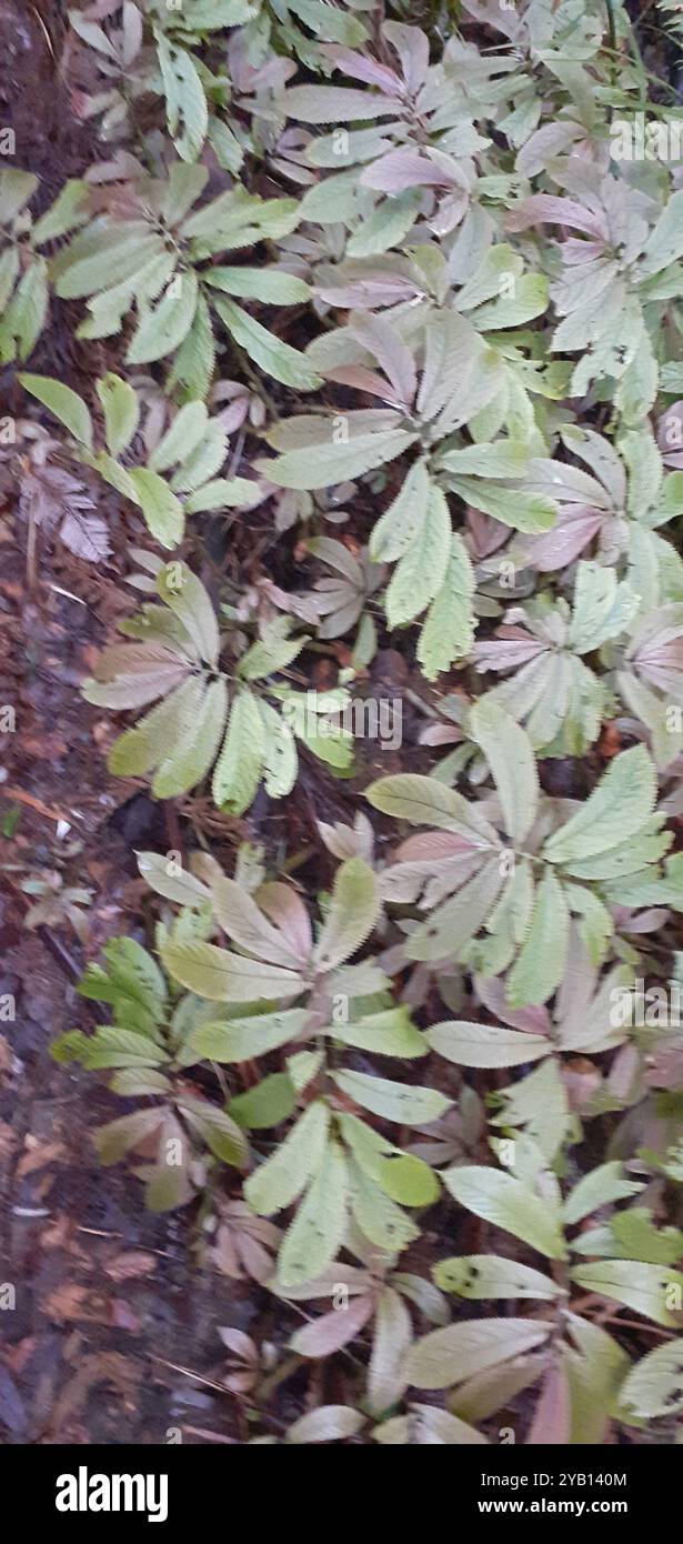 Elatostema hi-res stock photography and images - Alamy